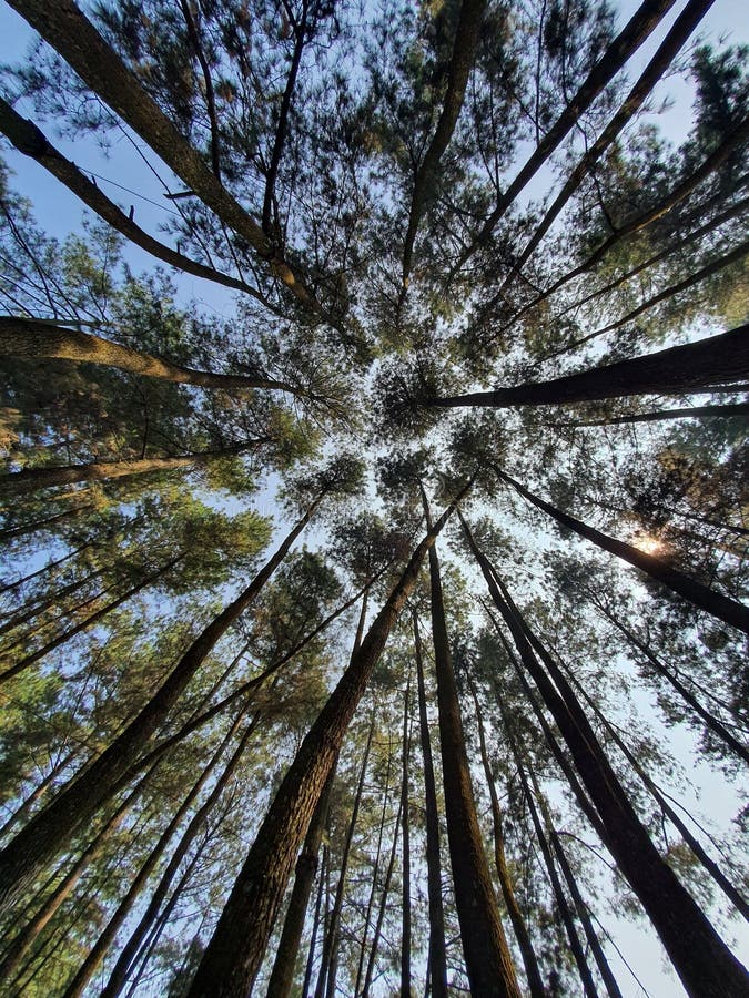 Pinus tree nature stock photo. Image of deciduous, pinustree - 209395712