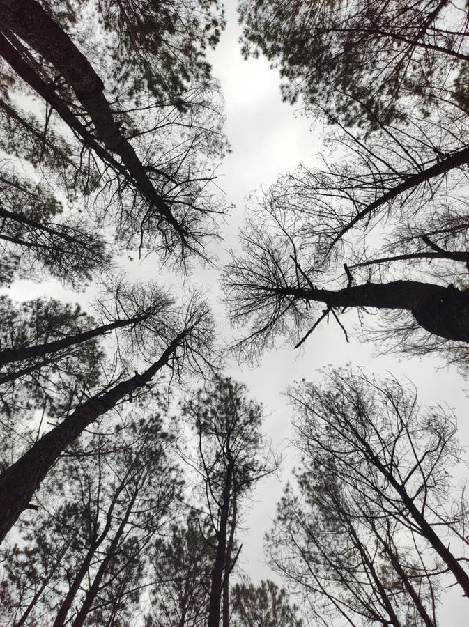 Pinus Tree in North Sumatera Stock Photo - Image of travel, sumatera ...