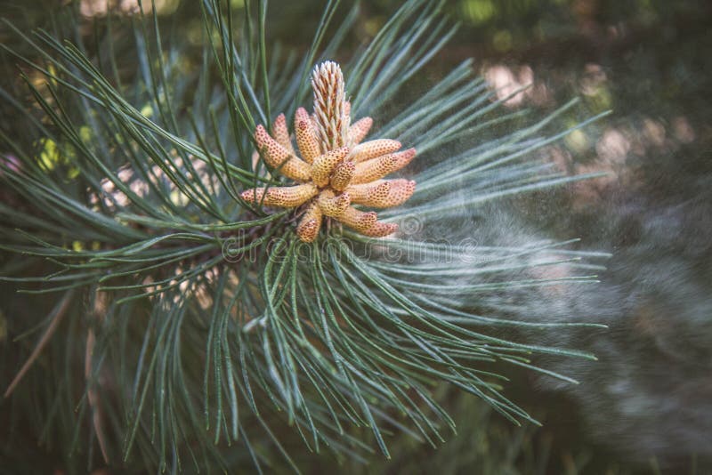 Pinus Tree Producing Pollen Stock Photo - Image of macro, fall: 96893602