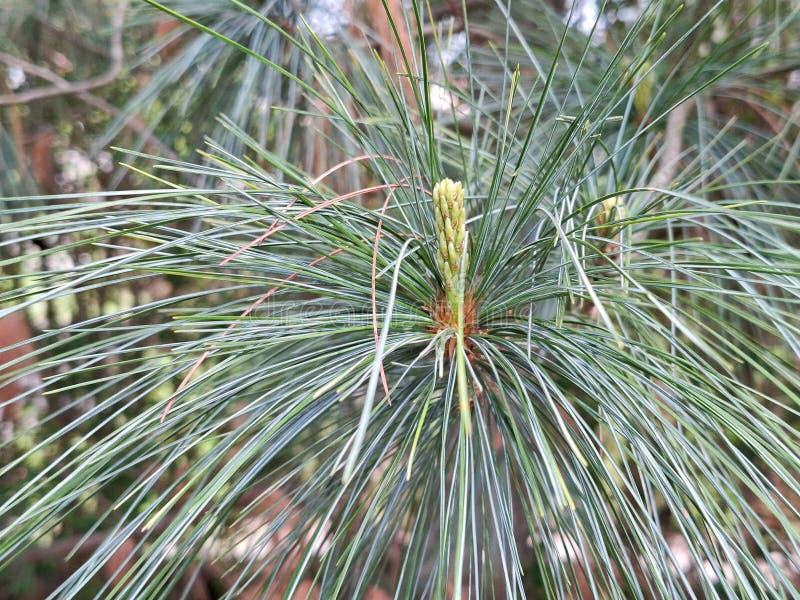 Pinus Wallichiana. Bhutan Pine or Himalayan Pine Stock Image - Image of ...