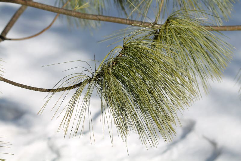 Pinus Wallichiana or Himalayan White Pine. Branch with Needles Stock ...