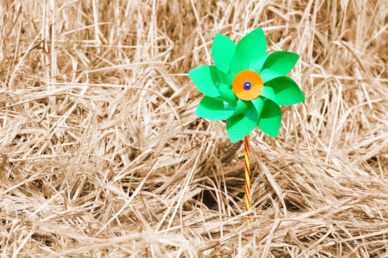 Pinwheel in broken wheat. stock image. Image of agriculture - 74254939