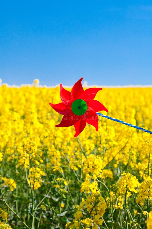 Pinwheel in a Field of Yellow Stock Image - Image of abstract, land ...