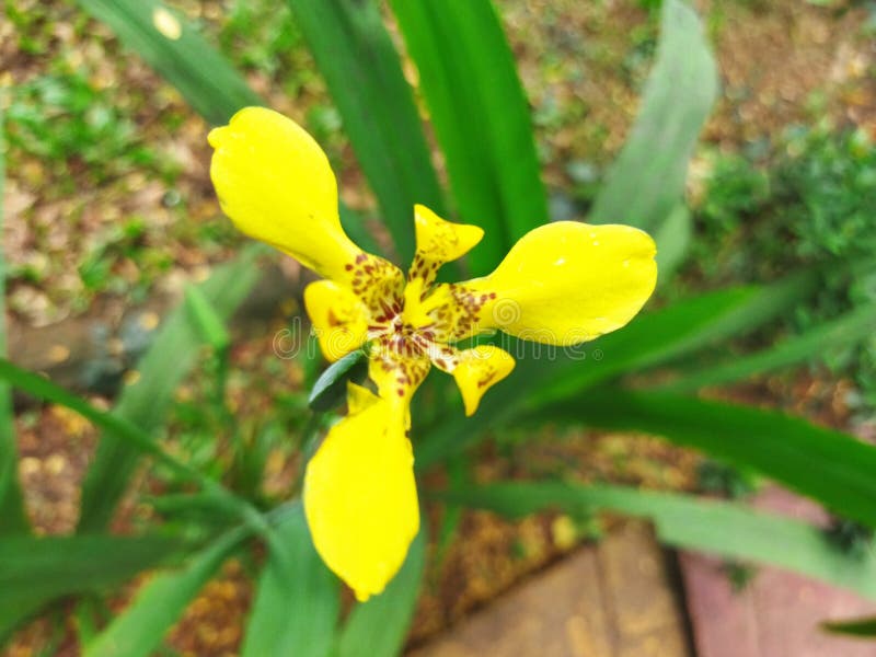 The Pinwheel flower stock photo. Image of shrub, food - 252491010