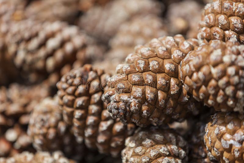 Pinyon Cone with Pine Nuts stock photo. Image of pine - 70449734