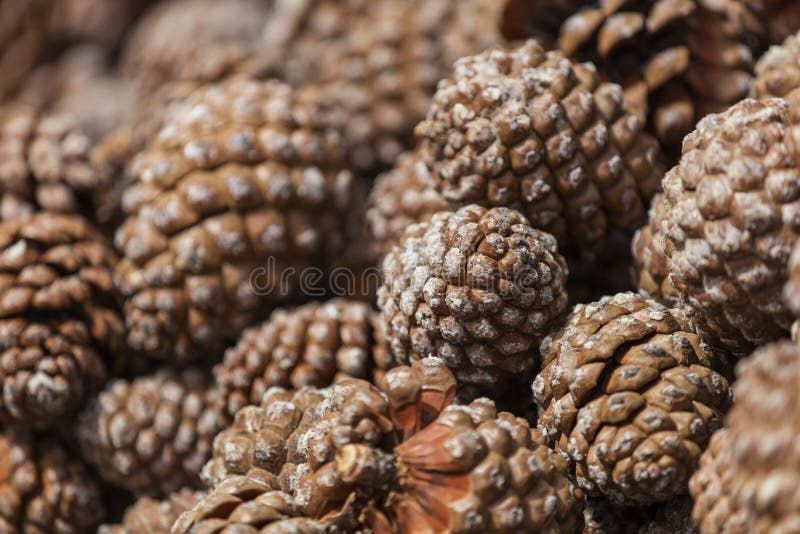 Pinyon Cone with Pine Nuts stock photo. Image of crop - 70449864