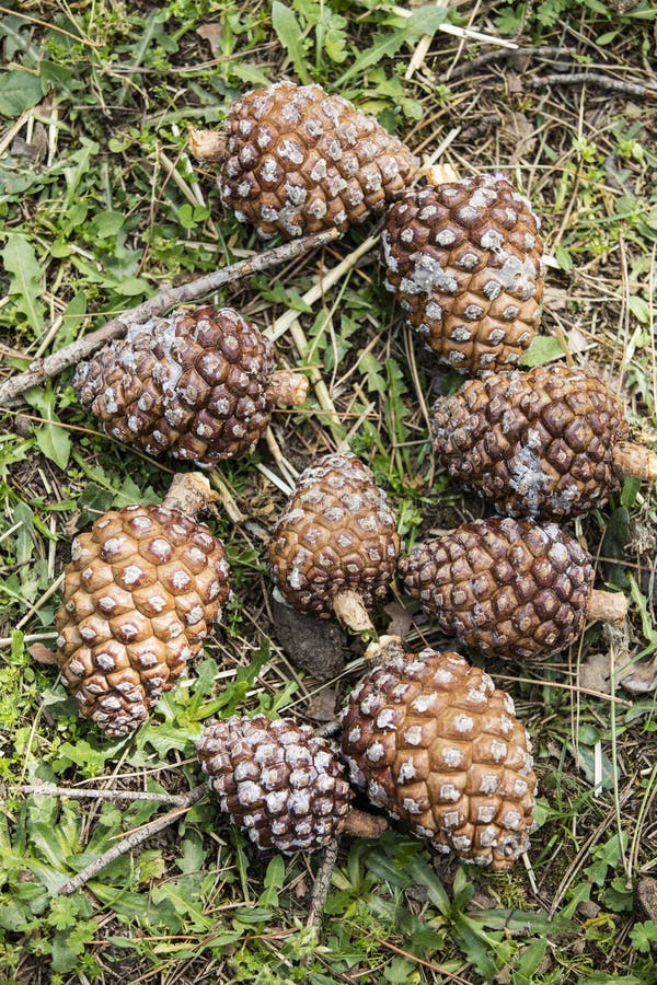 Pinyon Cone with Pine Nuts stock photo. Image of coniferous - 70450418