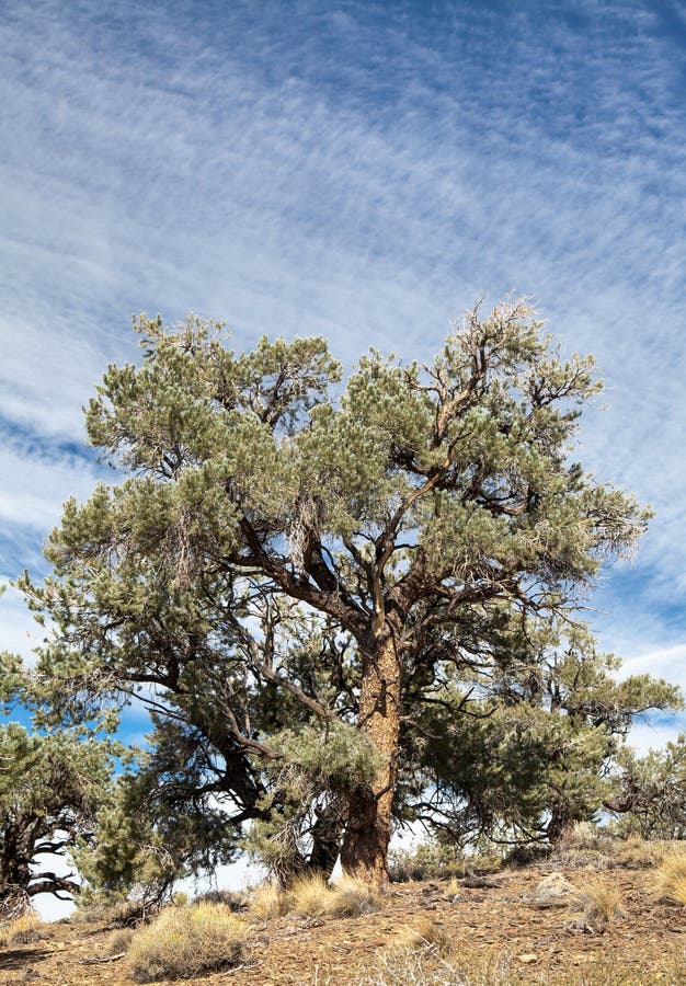 Juniper forest stock photo. Image of sanober, mountains - 87673448