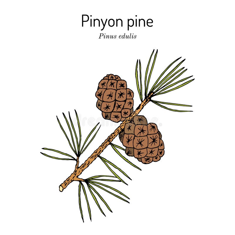 Pinyon or Nut Pine Pinus Edulis , State Tree of New Mexico Stock Vector ...