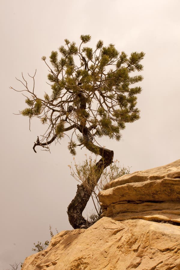 Pinyon Pine stock image. Image of green, rock, pine, plant - 18904071