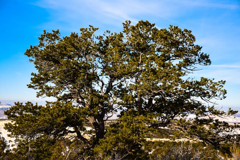 Pinyon Pine in Dinosaur National Monument, Colorado Stock Image - Image ...