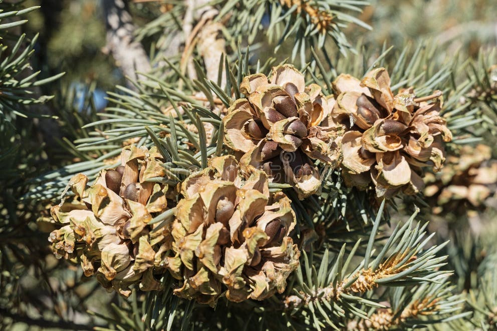 Pinyon Pine Nuts Growing on Single Leaf Pinyon Pine Tree Stock Photo ...