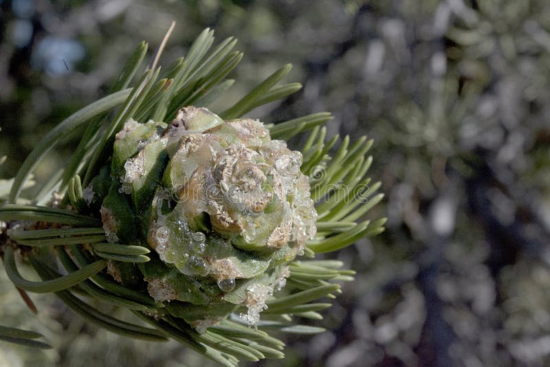 Pinyon Pine Cone with Resin and Double Needles at the End of a Branch ...