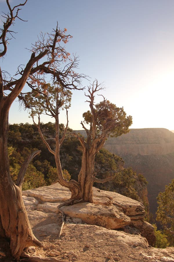 Pinyon Pine Tree on Grand Canyone Stock Image - Image of pinyon, branch ...