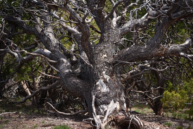 Pinyon Pine Tree Trunk and Branches Stock Photo - Image of needles ...