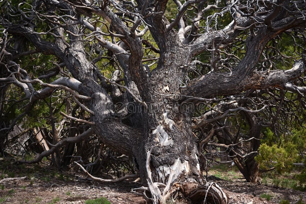 Pinyon Pine Tree Trunk and Branches Stock Photo - Image of needles ...