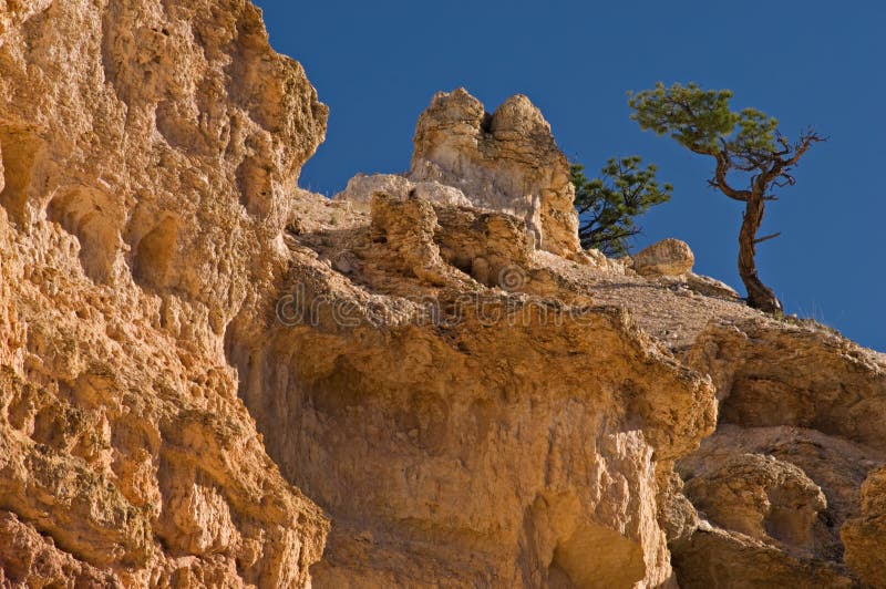 Pinyon Pines (Pinus Edulis) Stock Image - Image of park, nature: 4130541