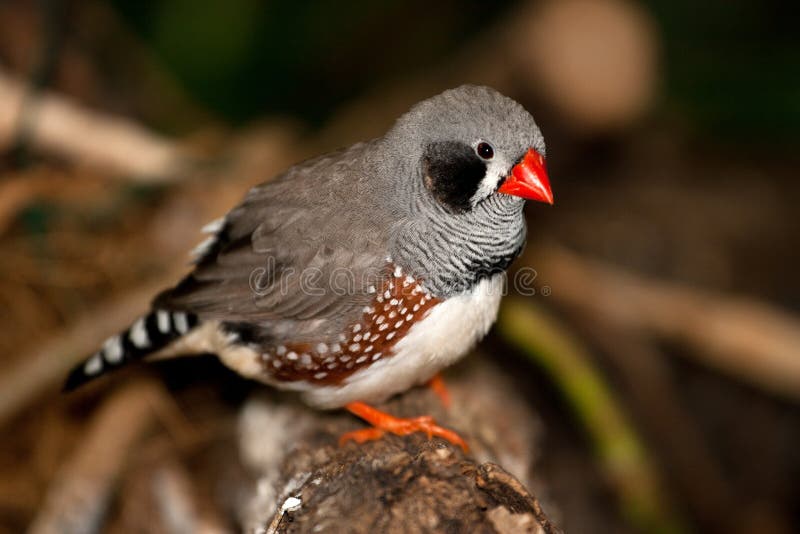 Pinzón de cebra foto de archivo. Imagen de lindo, cuadrado - 29645658
