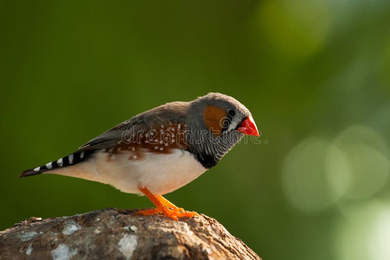 Pinzón de cebra foto de archivo. Imagen de lindo, contemplar - 29645658
