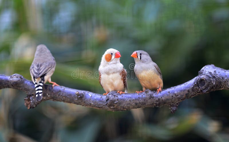 Pinzón de cebra imagen de archivo. Imagen de supervivencia - 31820299