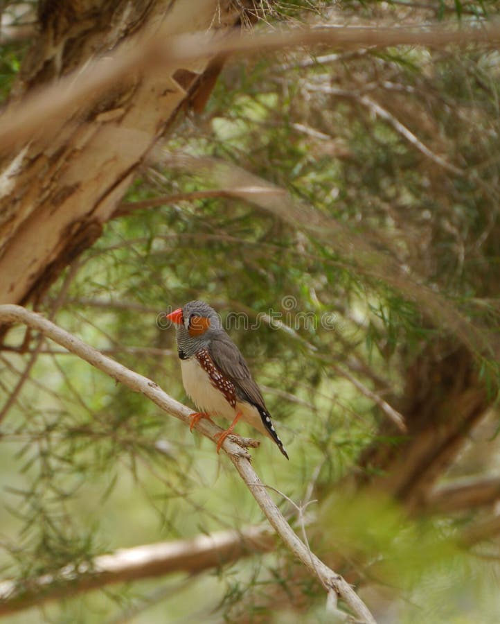 Pinzón de cebra imagen de archivo. Imagen de australiano - 36847845