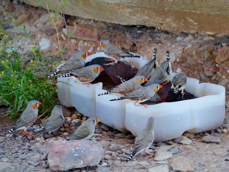 Pinzón De Cebra Australiano Foto de archivo - Imagen de travieso ...