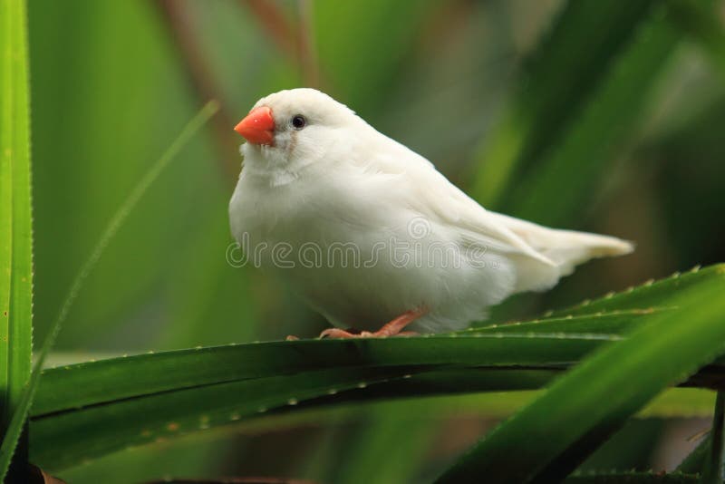 Pinzón de cebra blanco foto de archivo. Imagen de cubo - 26675796