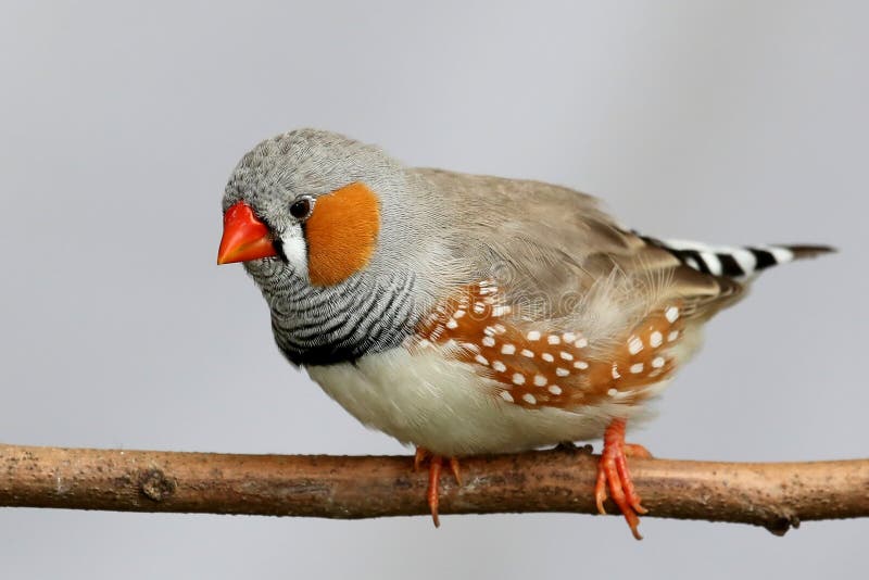 Pájaro Tropical Del Pinzón De Cebra Con Las Plumas Coloridas Imagen de ...