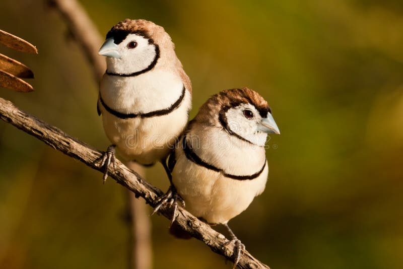 Pinzones Australianos De La Barra Doble Del Widlife Foto de archivo ...