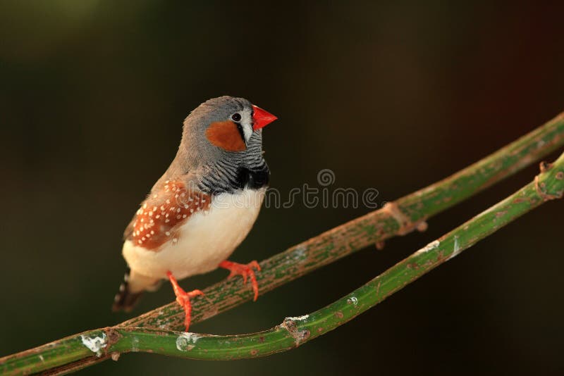 Ave Finca Cebra Durmiendo En Rama Foto de archivo - Imagen de animales ...