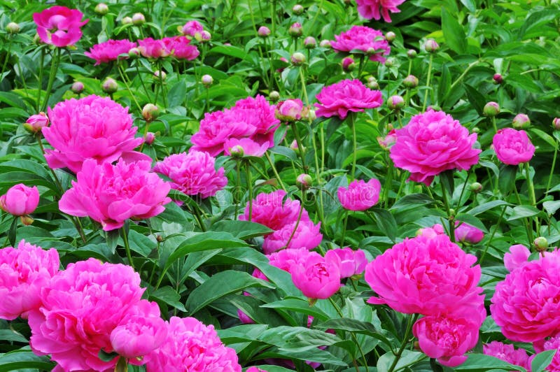 Pioenen stock foto. Image of kleurrijk, park, roze, bloei - 14460722