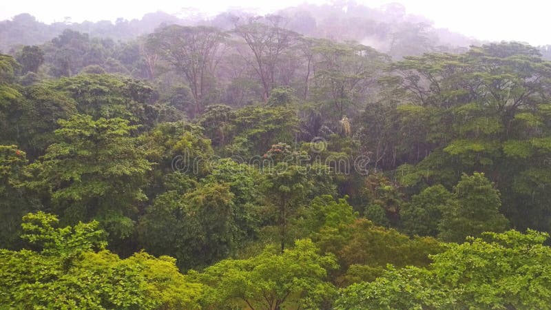Foresta Pluviale Dell'acquerugiola Immagine Stock - Immagine di fresco ...