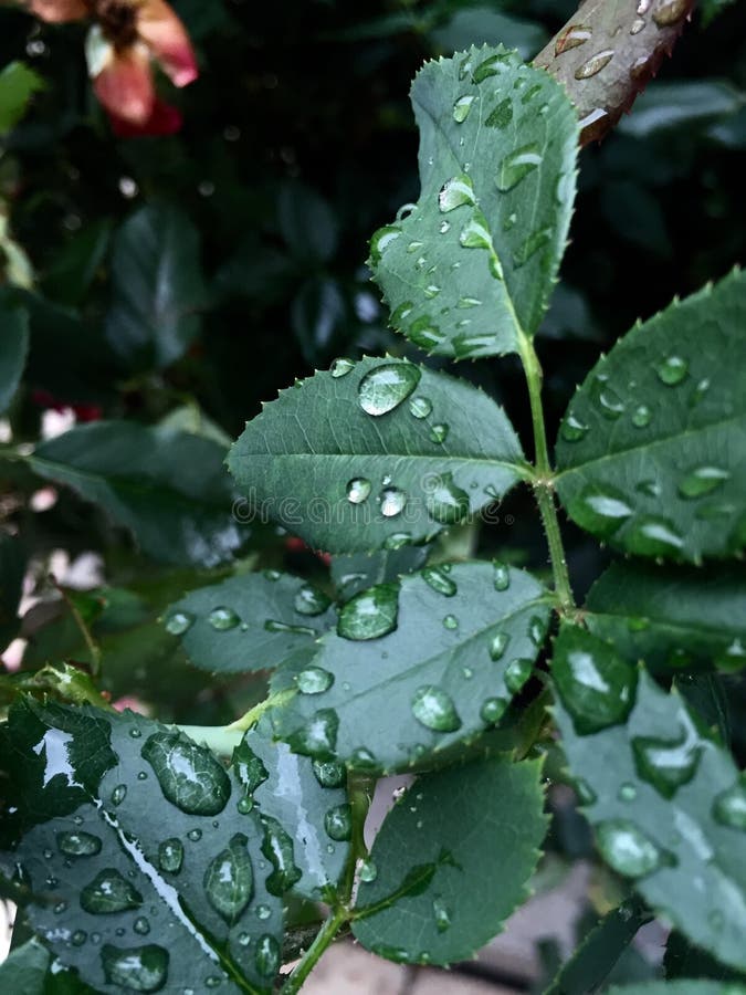 Pioggia Su Una Foglia Della Rosa Immagine Stock - Immagine di testa ...