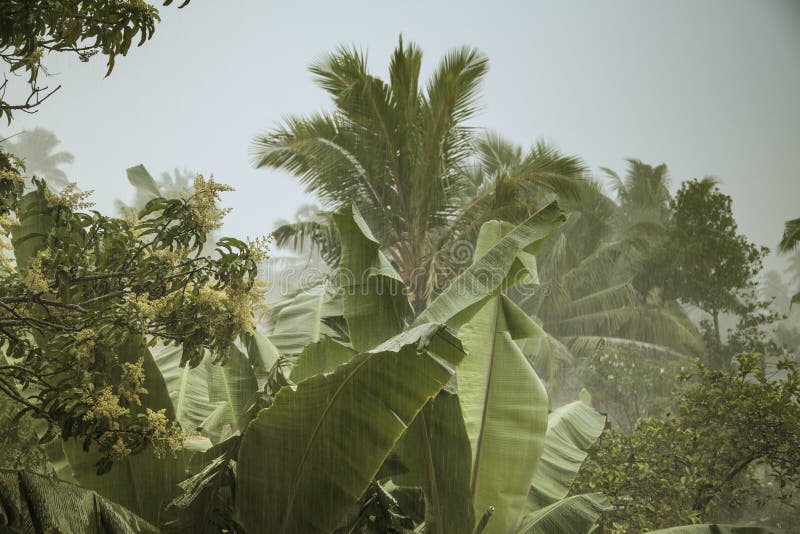 Pioggie Di Monsone in Sri Lanka Immagine Stock - Immagine di filiale ...