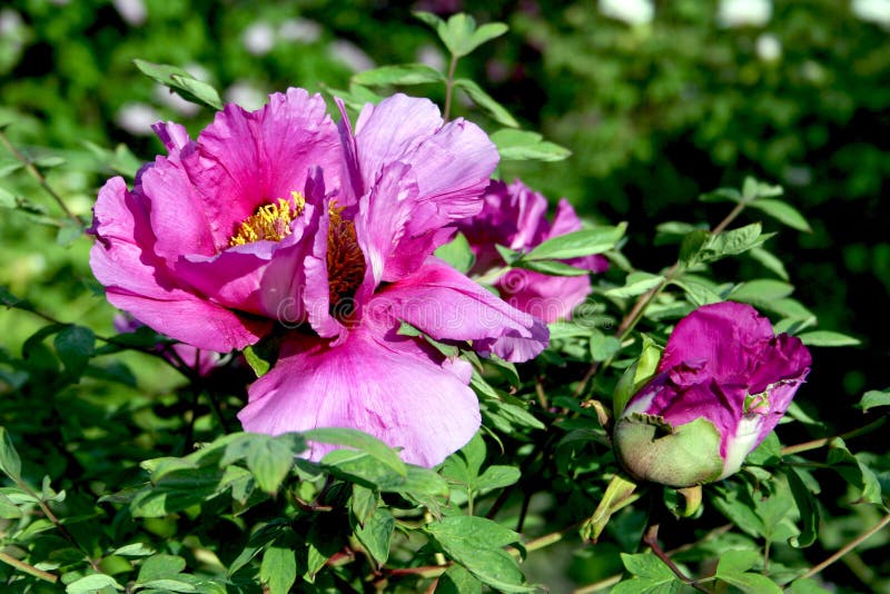 Pion stockfoto. Bild von seidig, pfingstrose, wachsen - 11132018