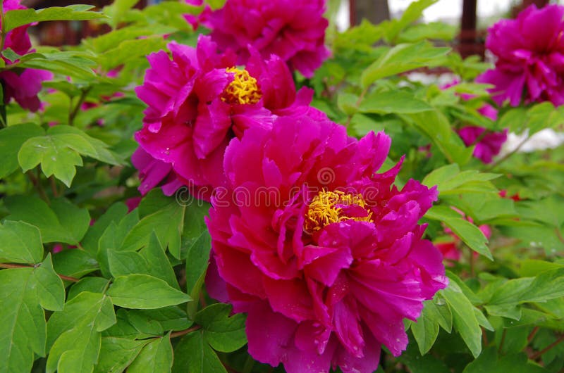 Pion arkivfoto. Bild av pion, full, bilder, objekt, brigham - 114277182