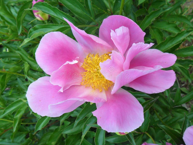 Pion stock image. Image of garden, flowers, pink, nature - 147800027