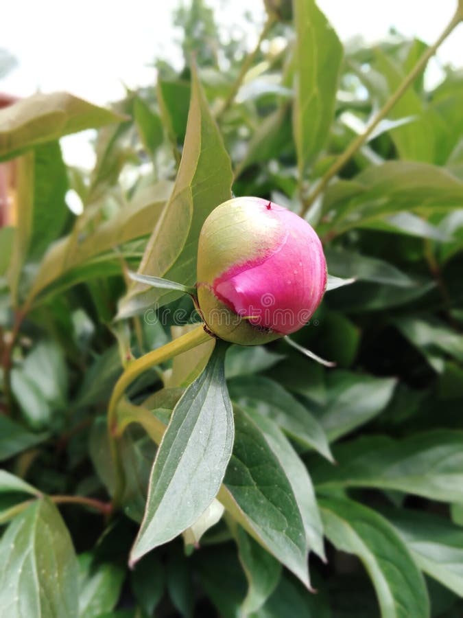 Pion stock foto. Image of zomer, roos, nave, bloem, pion - 149560268