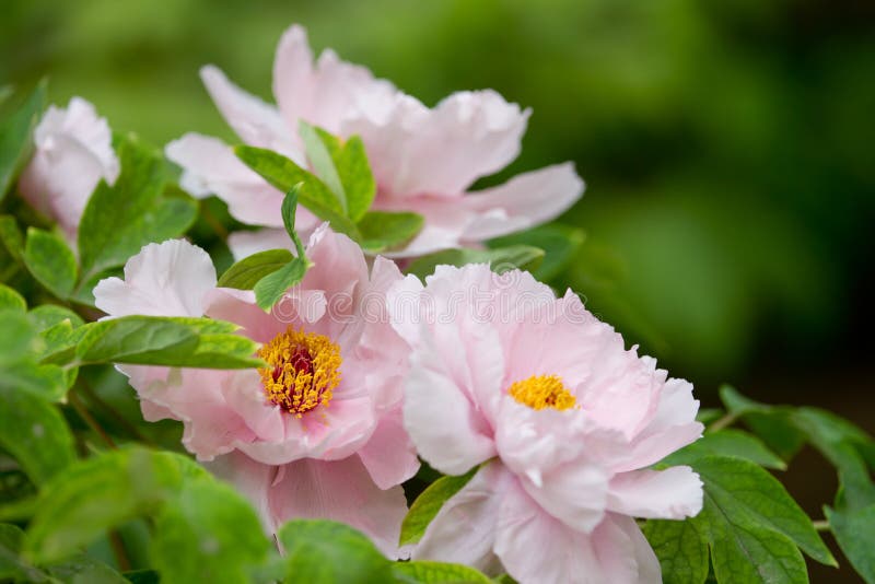 Pion fotografering för bildbyråer. Bild av växt, porslin - 19394695