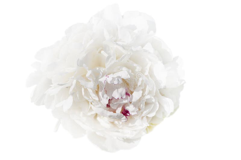 Pion arkivfoto. Bild av pion, kronblad, slappt, purpurt - 25372196