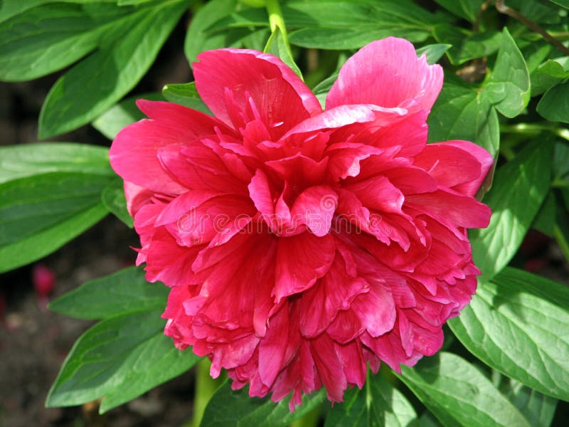 Pion fotografering för bildbyråer. Bild av rött, bostonian - 74143995