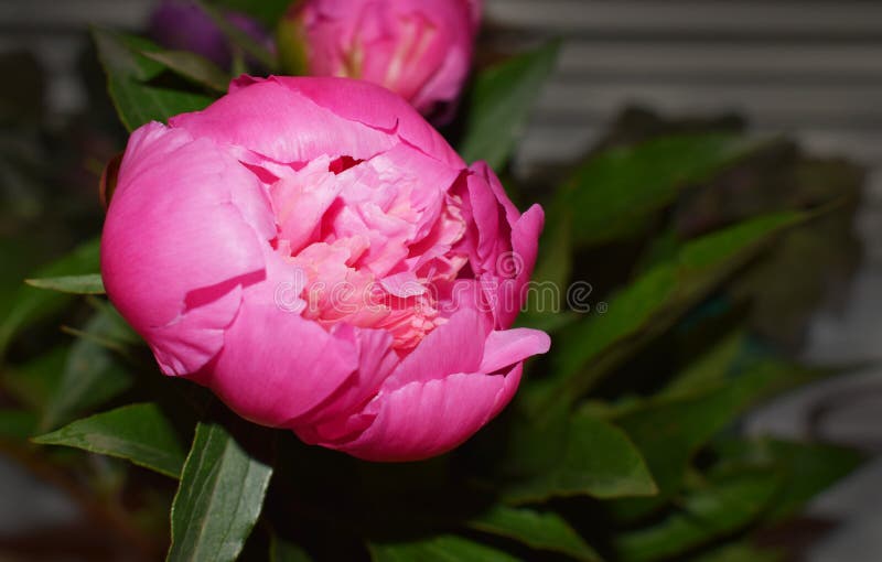 Pion Foton - Download 67,486 Royalty Free Photos