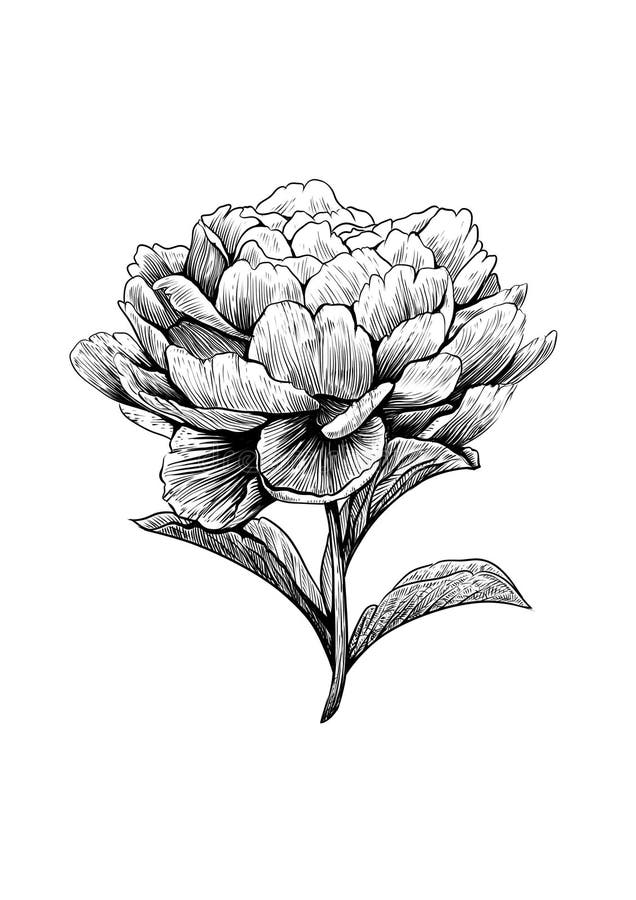 Pion Blomma, Gravyr, Teckning, Vektor, Illustration Vektor ...