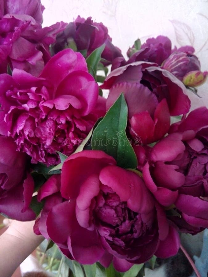 Pion bouquet stock photo. Image of flower, pion, bouquet - 96380656