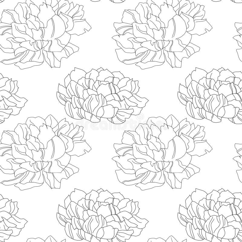 Pion Flower Vector Texture Illustration Stock Vector - Illustration of ...