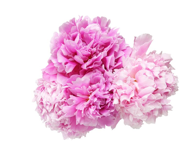 Pion i en vit bakgrund arkivfoto. Bild av pion, askfat - 97118350