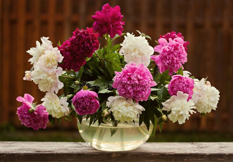 Vit pion arkivfoto. Bild av regn, pion, härlig, floror - 26684474