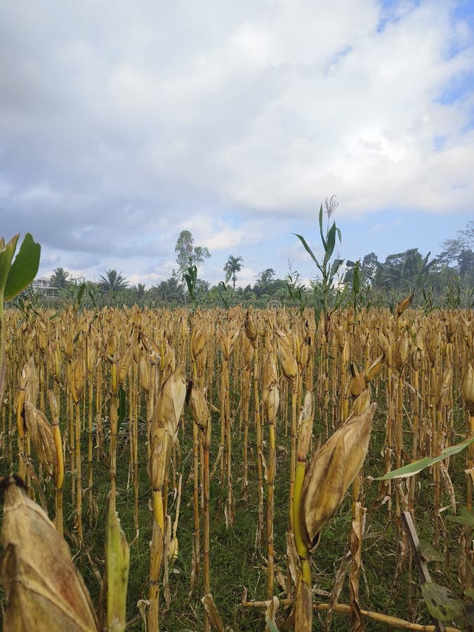 Pioneer Corn P27 Elephant Super Harvest Stock Photos - Free & Royalty ...