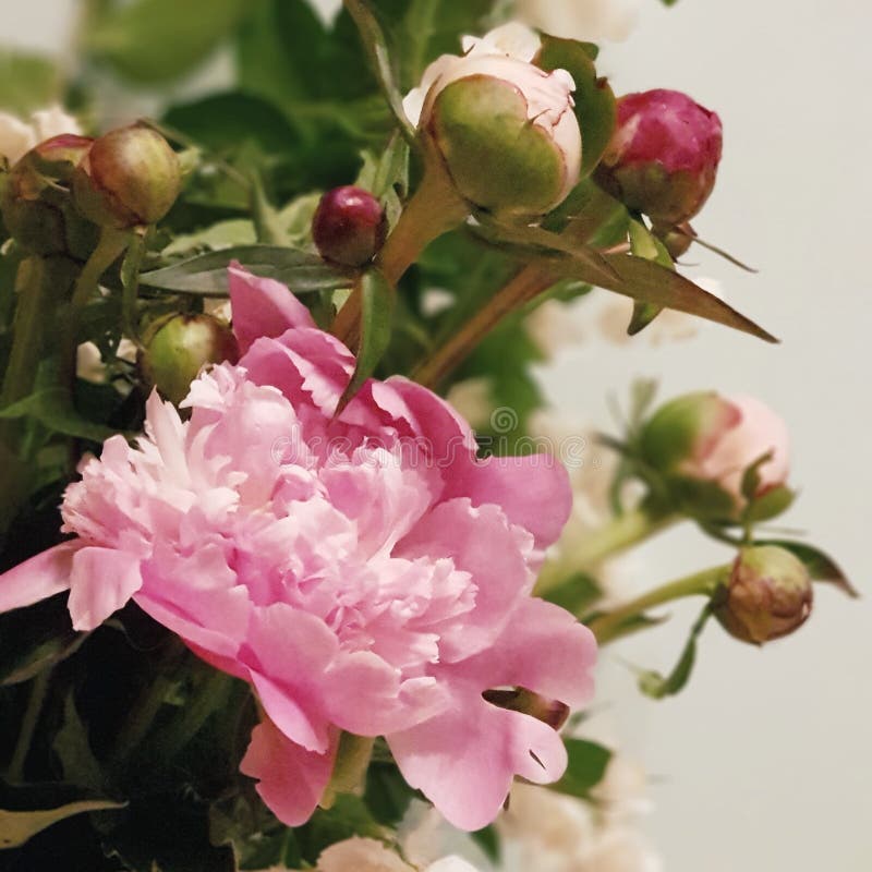 Piones stock foto. Image of bloemen, seizoen, begint - 118189598