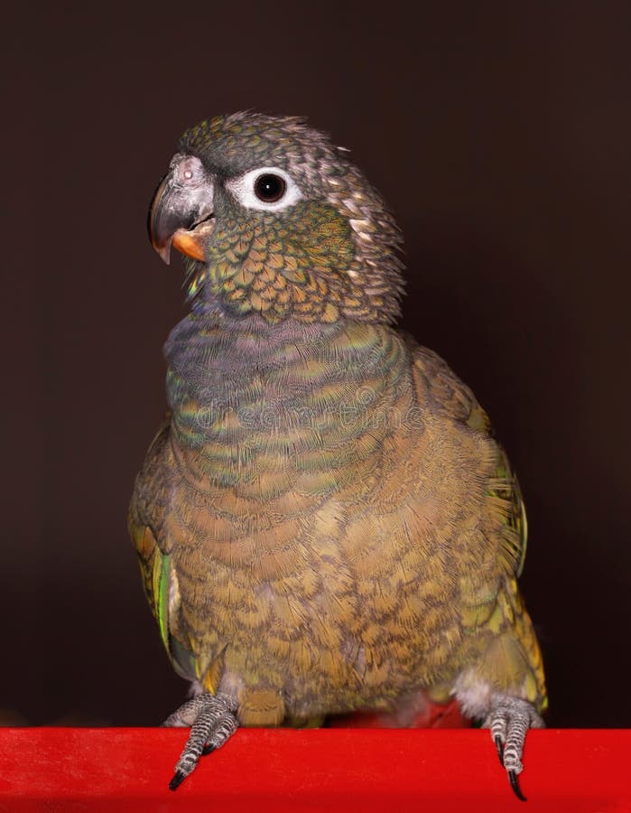 2+ Pionus parrot Free Stock Photos - StockFreeImages